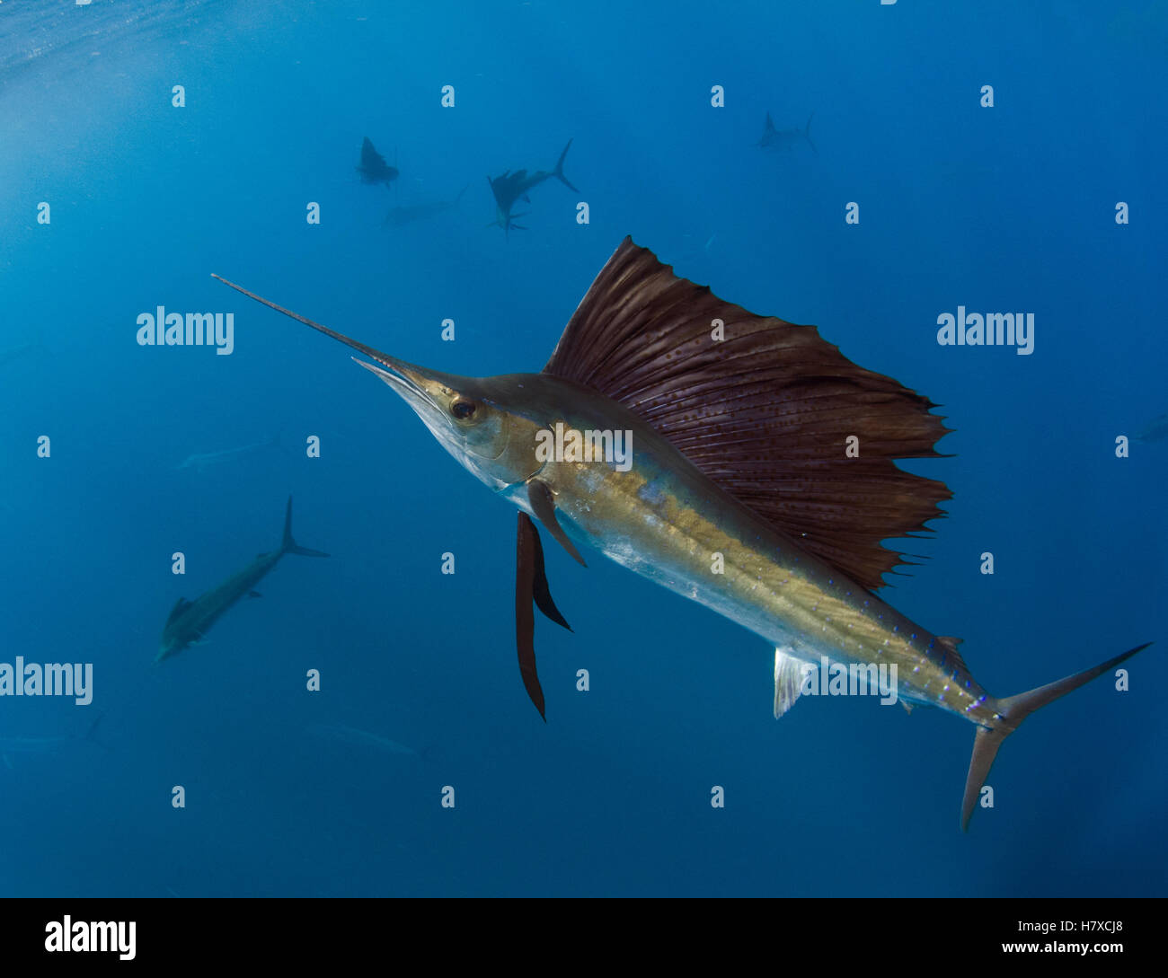 Atlantic Sailfish (Istiophorus albicans), Isla Mujeres, Mexico Stock ...