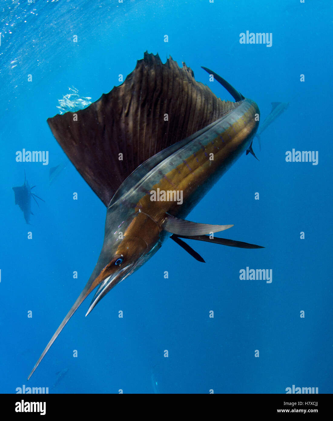 Atlantic Sailfish (Istiophorus albicans) hunting Round Sardinella ...
