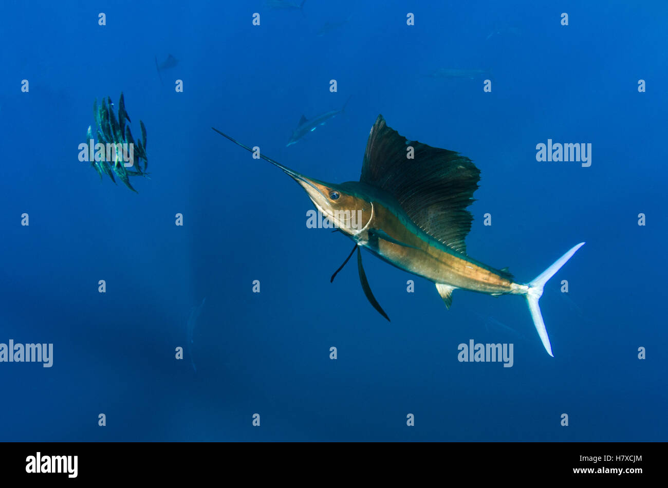 Atlantic Sailfish (Istiophorus albicans) hunting Round Sardinella ...