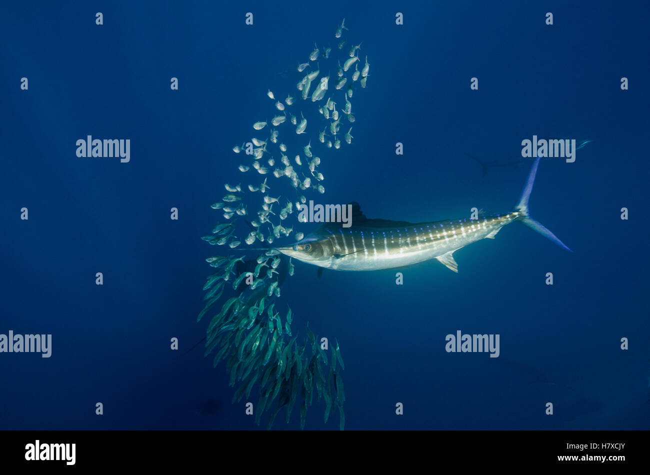 Atlantic Sailfish (Istiophorus albicans) hunting Round Sardinella ...