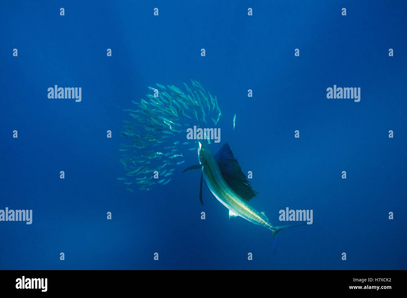 Atlantic Sailfish (Istiophorus albicans) hunting Round Sardinella ...