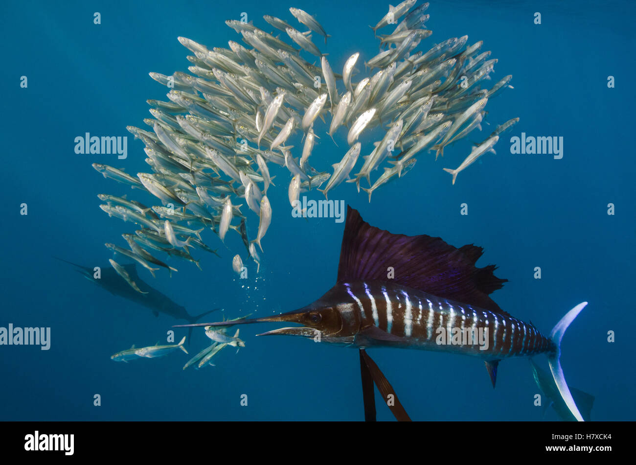 Atlantic Sailfish (Istiophorus albicans) hunting Round Sardinella ...