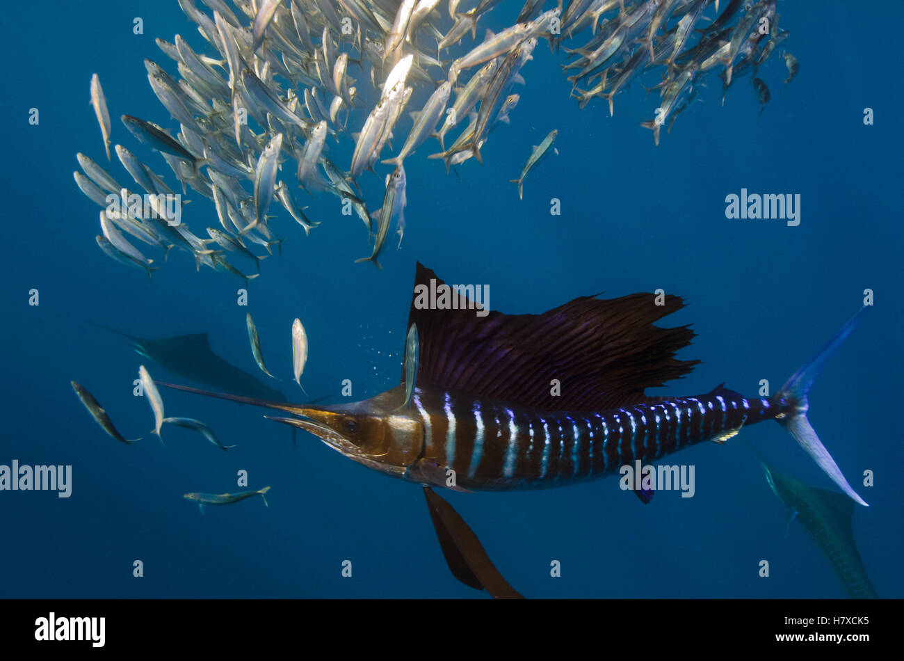 Atlantic Sailfish (Istiophorus albicans) hunting Round Sardinella ...