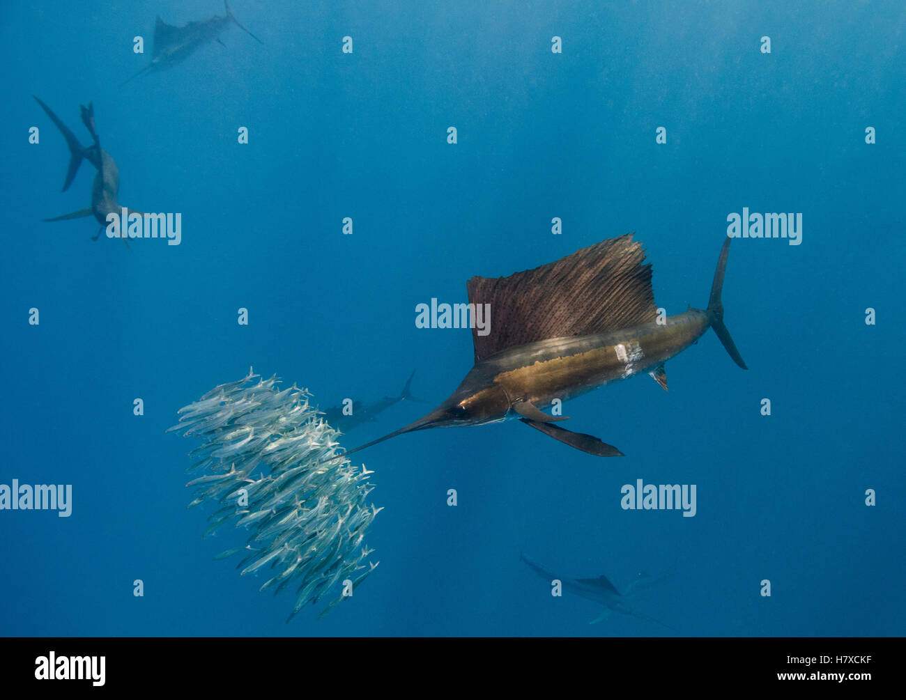 Atlantic Sailfish (Istiophorus albicans) hunting Round Sardinella ...