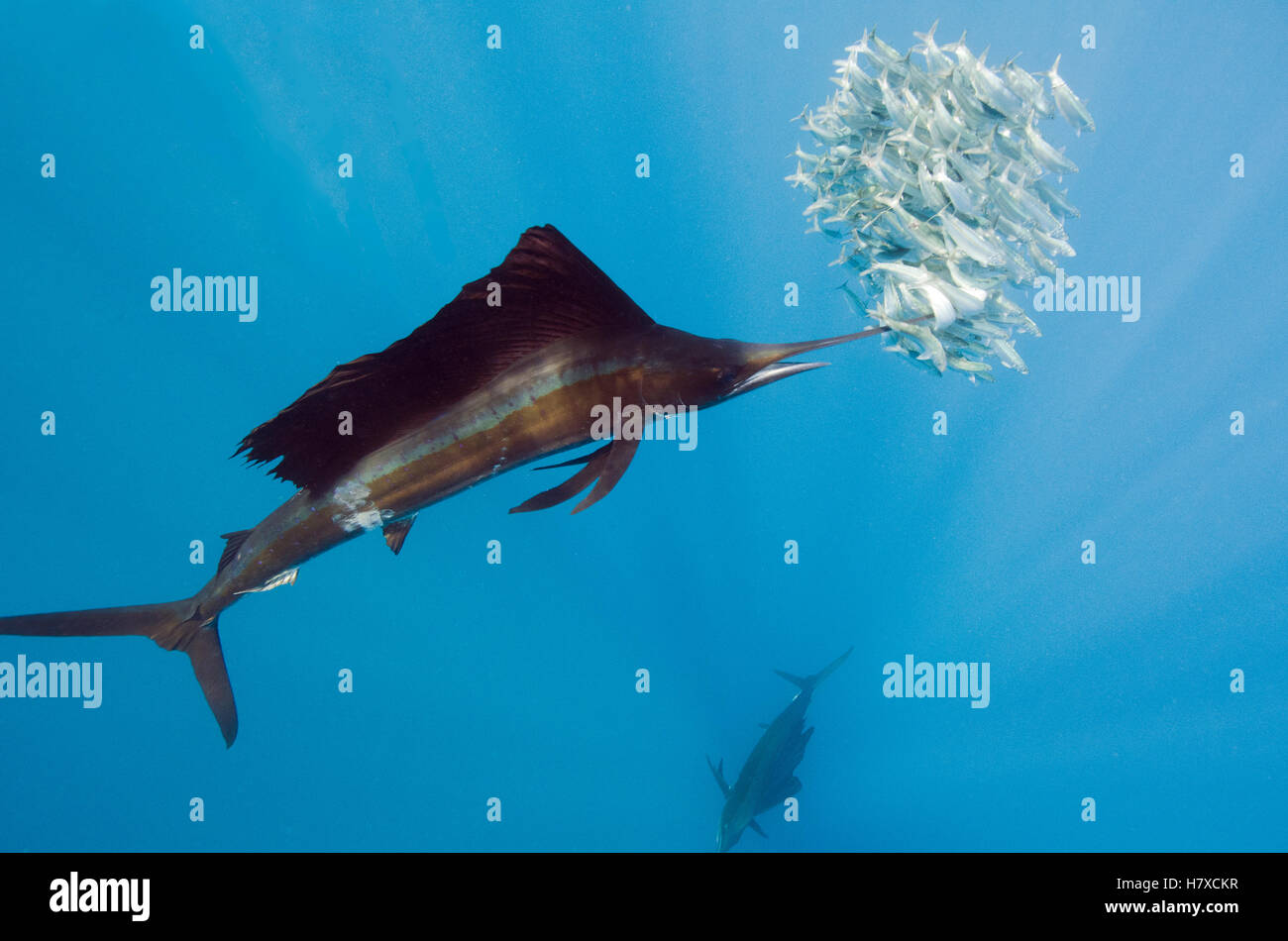 Atlantic Sailfish (Istiophorus albicans) hunting Round Sardinella ...
