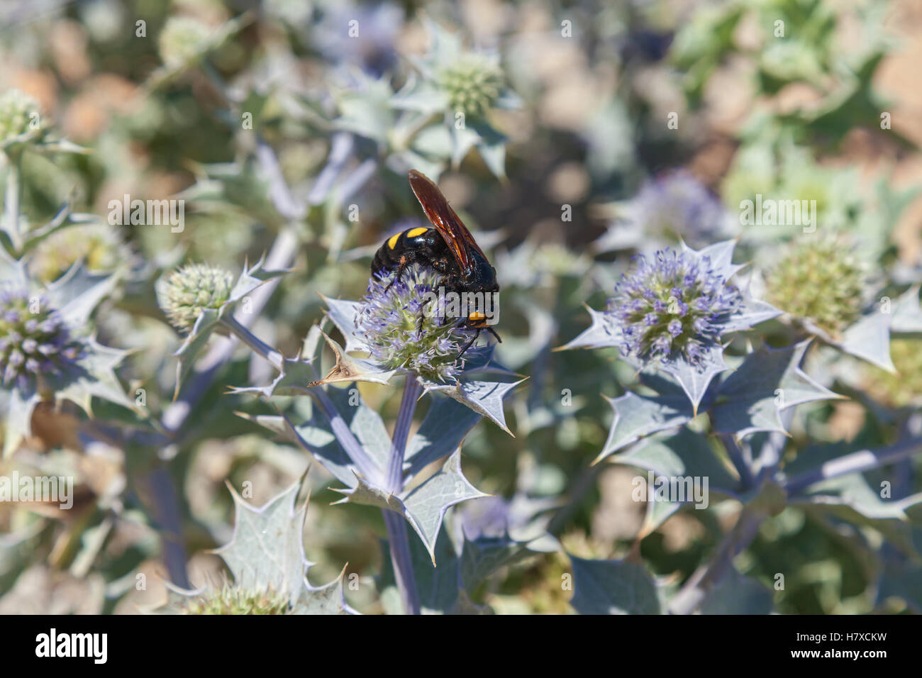 The wasp. The close up photo of a little wasp, pollinating the plant in ...