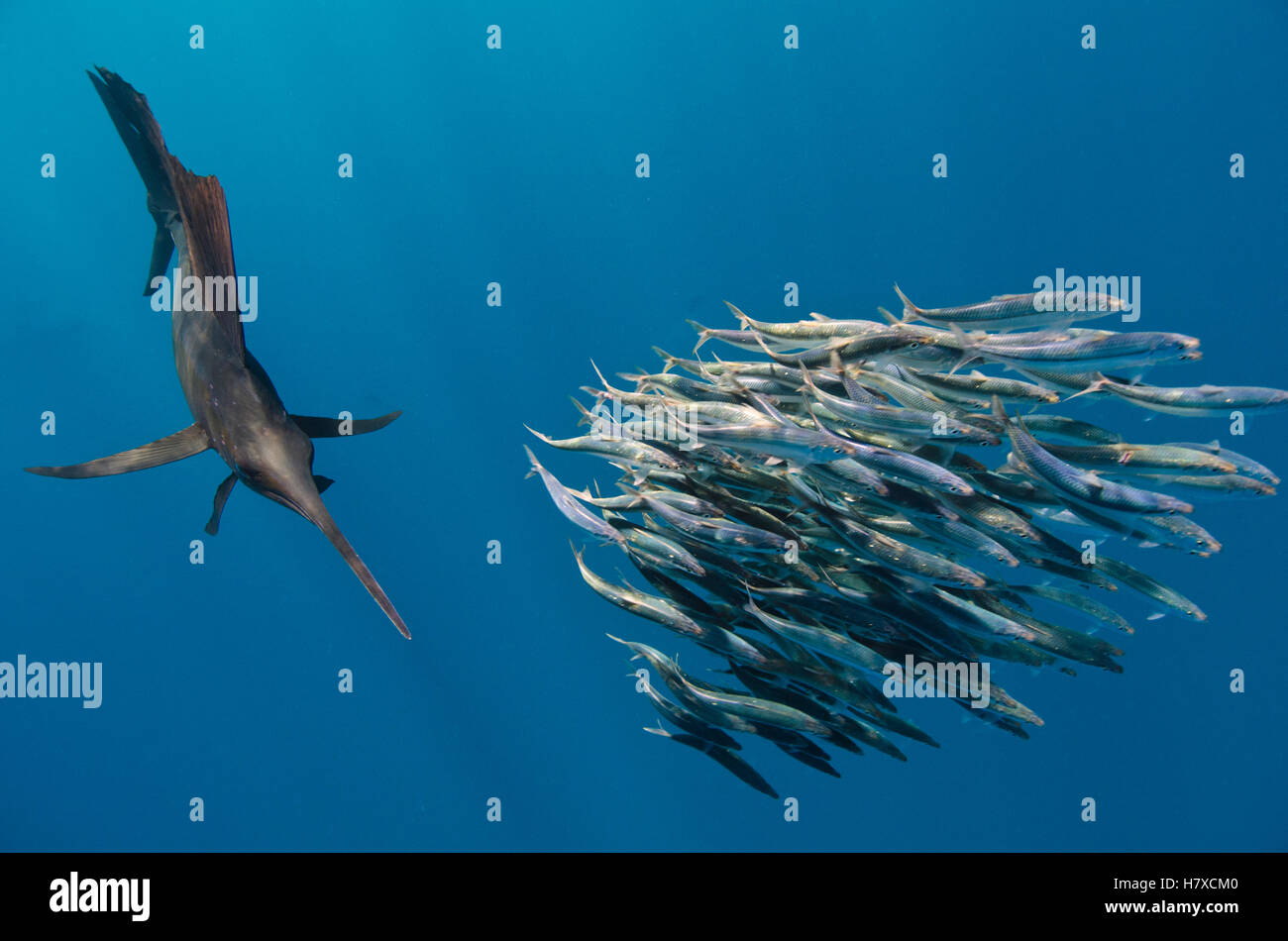 Atlantic Sailfish (Istiophorus albicans) hunting Round Sardinella ...