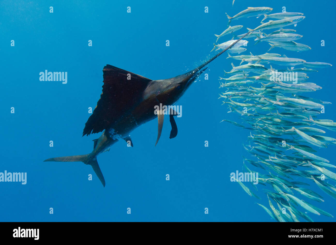 Atlantic Sailfish (Istiophorus albicans) hunting Round Sardinella ...