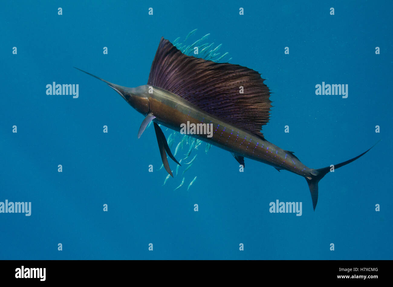 Atlantic Sailfish (Istiophorus albicans) hunting Round Sardinella ...