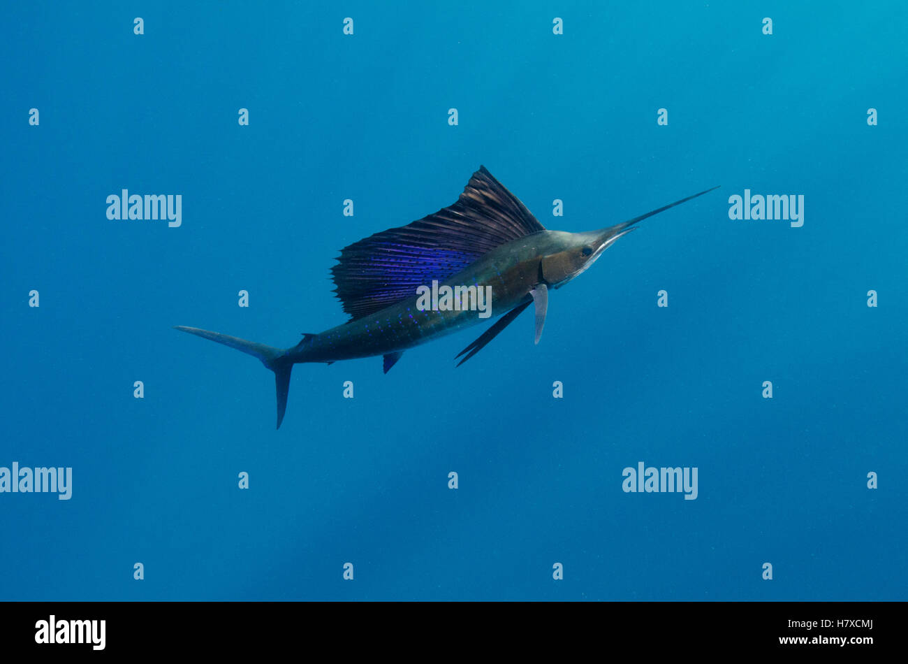 Atlantic Sailfish (Istiophorus albicans), Isla Mujeres, Mexico Stock ...