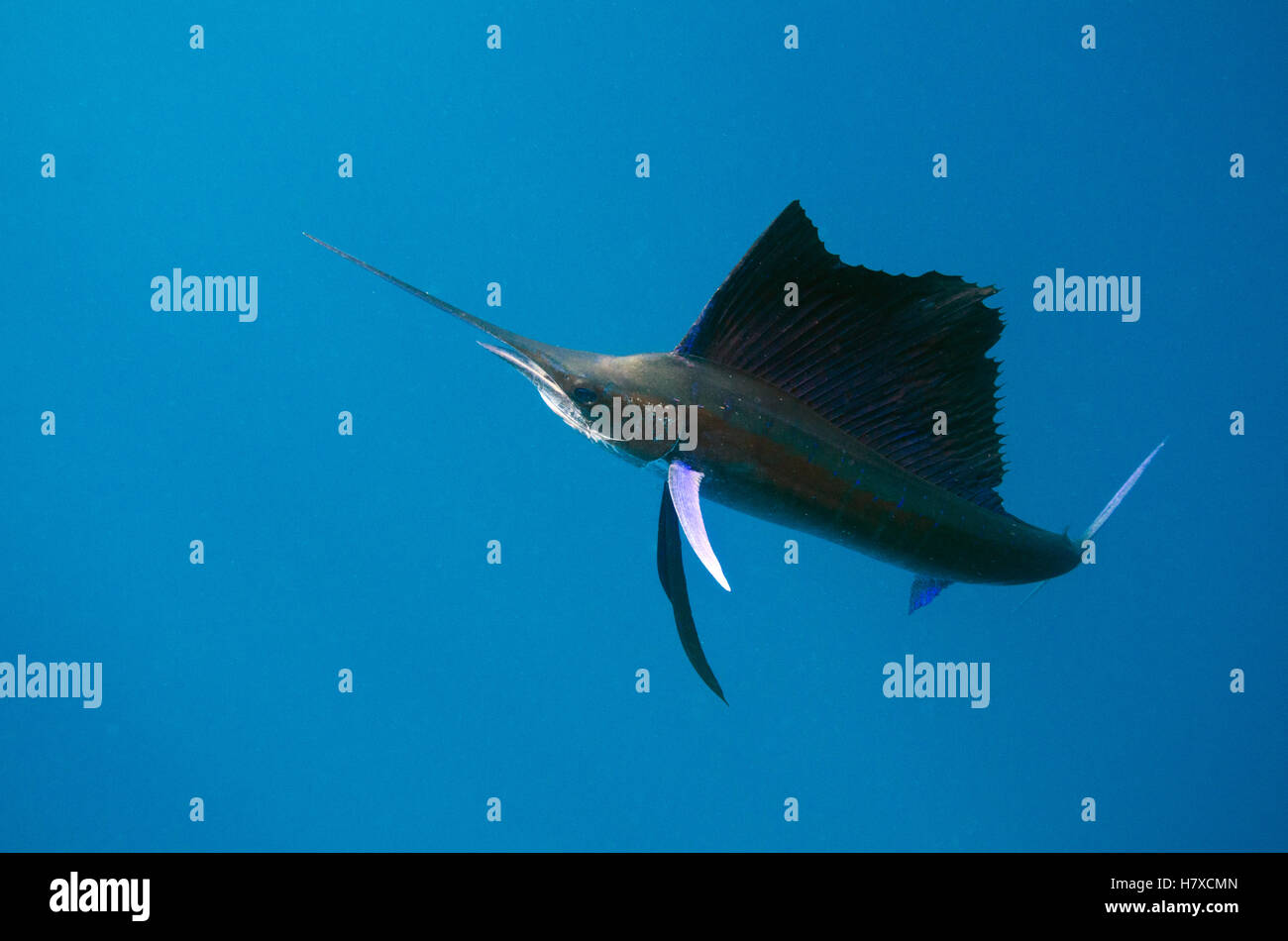 Atlantic Sailfish (Istiophorus albicans), Isla Mujeres, Mexico Stock ...