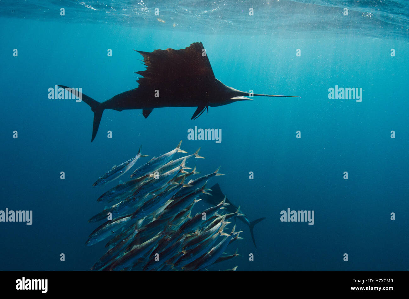 Atlantic Sailfish (Istiophorus albicans) hunting Round Sardinella ...