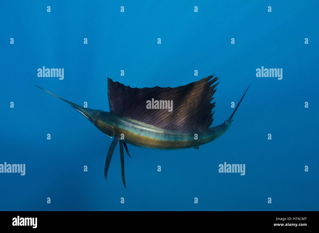 Atlantic Sailfish (Istiophorus albicans), Isla Mujeres, Mexico Stock ...