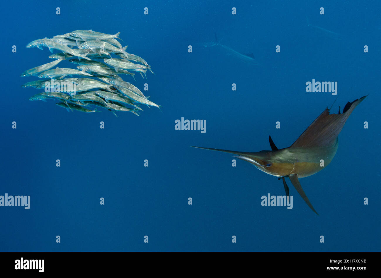 Atlantic Sailfish (Istiophorus albicans) hunting Round Sardinella ...