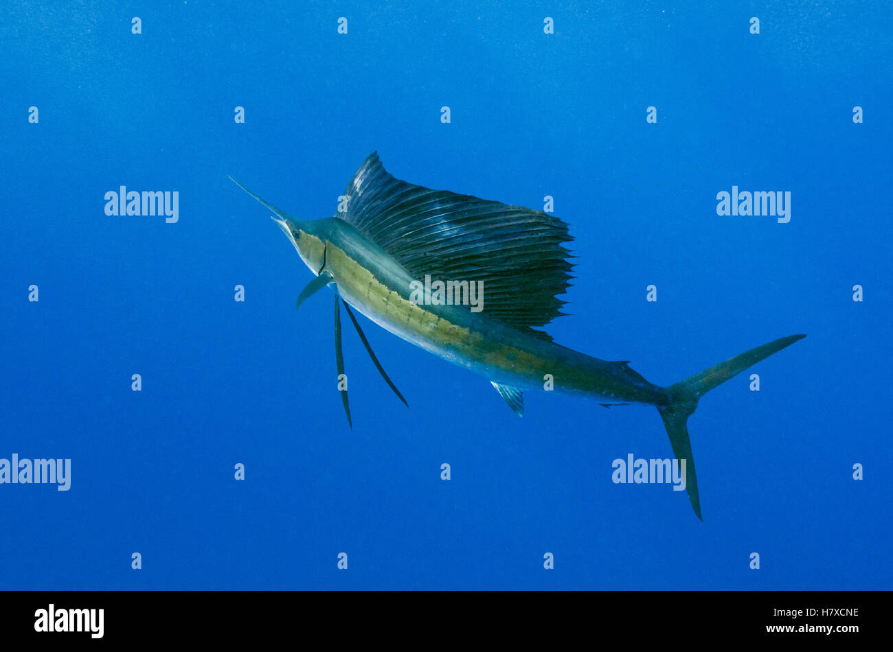 Atlantic Sailfish (Istiophorus albicans), Isla Mujeres, Mexico Stock ...