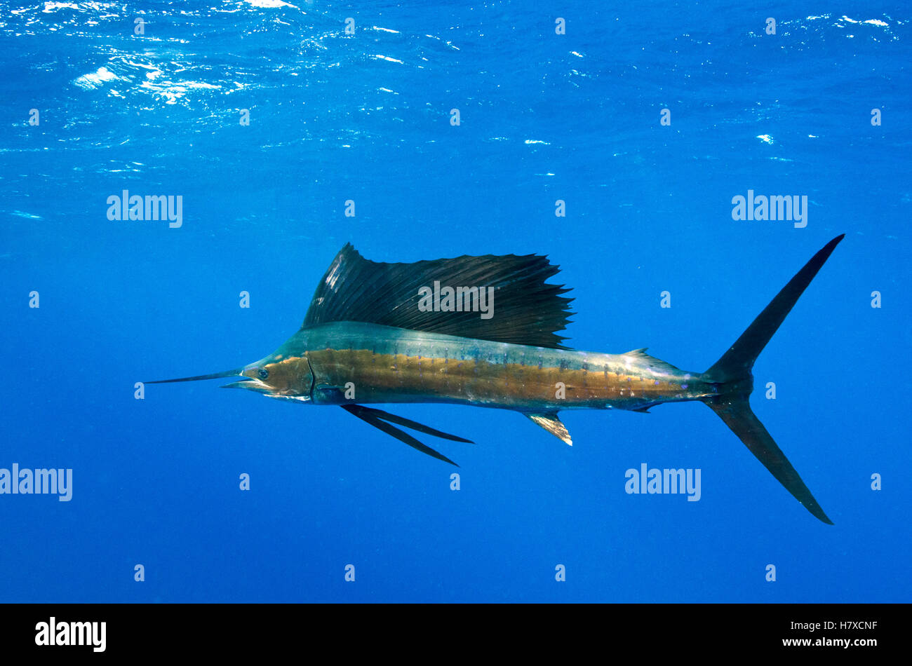 Atlantic Sailfish (Istiophorus albicans), Isla Mujeres, Mexico Stock ...