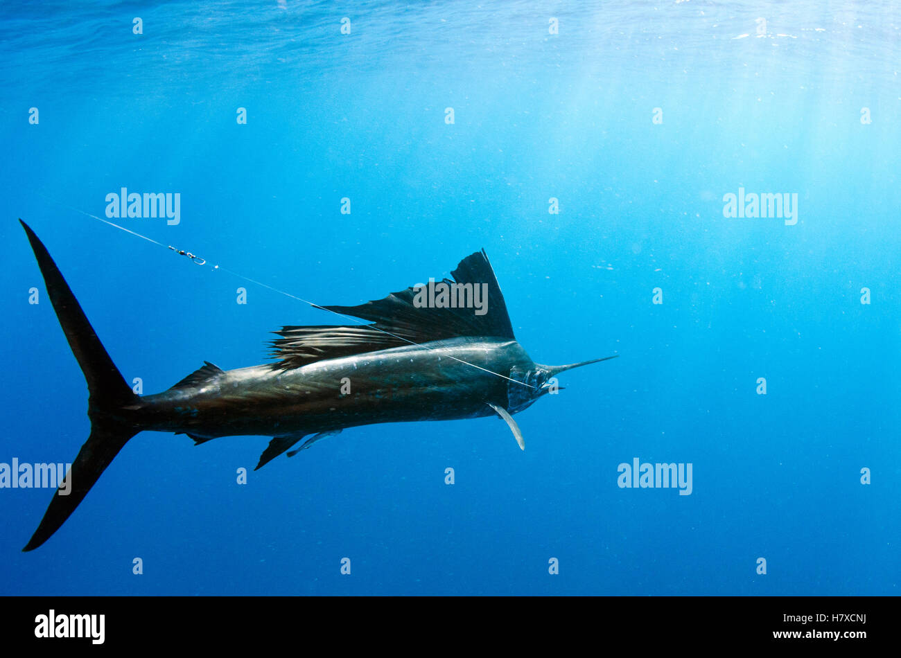 Atlantic Sailfish (Istiophorus albicans) hooked by fisherman, Isla ...