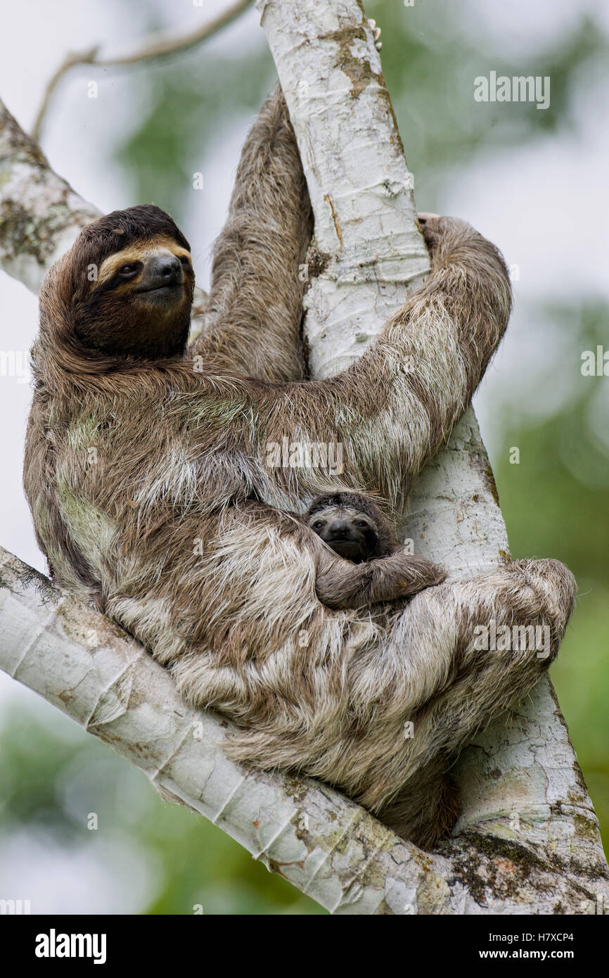 Brown-throated Three-toed Sloth (Bradypus variegatus) mother and ...