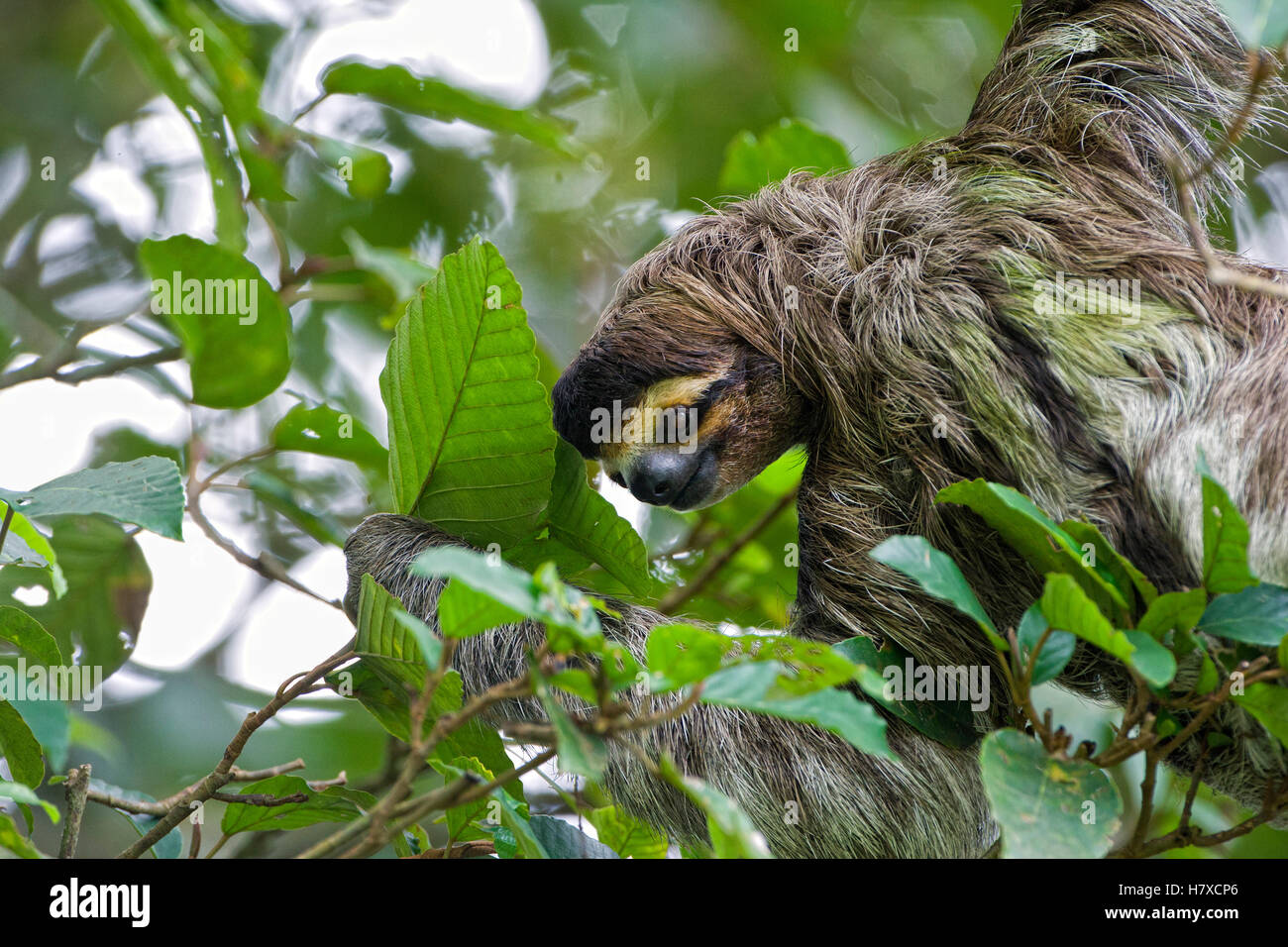 Brown-throated Three-toed Sloth (Bradypus variegatus) feeding in tree ...