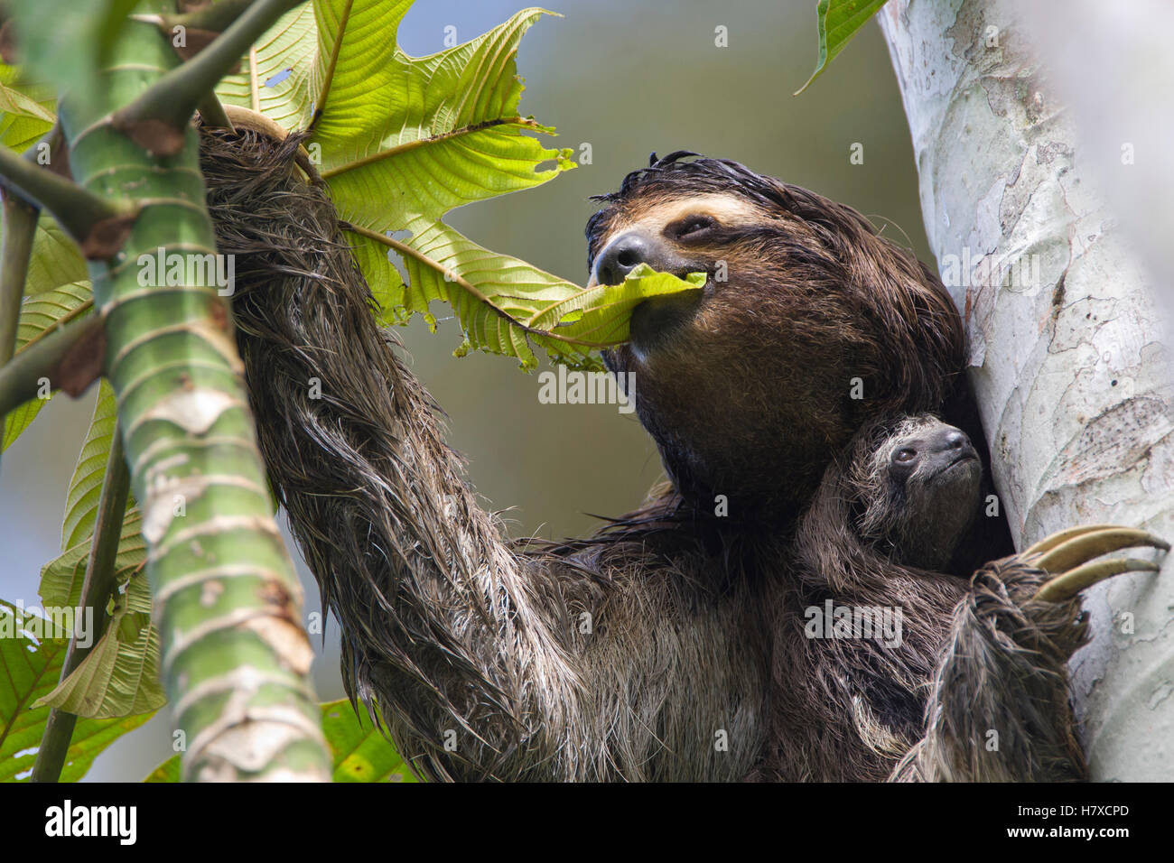 Brown-throated Three-toed Sloth (Bradypus variegatus) mother feeding ...