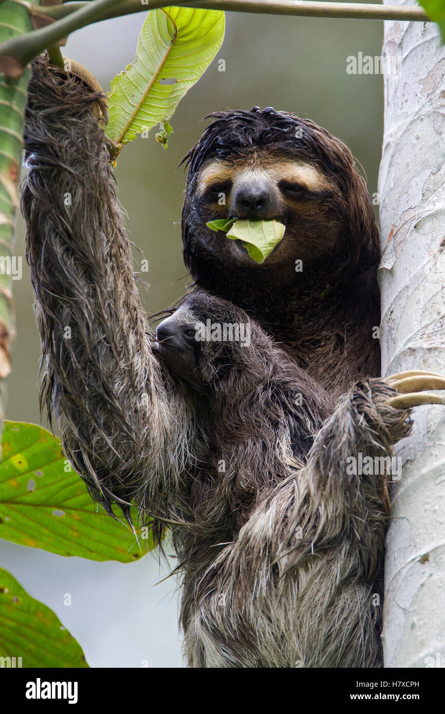 Brown-throated Three-toed Sloth (Bradypus variegatus) mother feeding ...