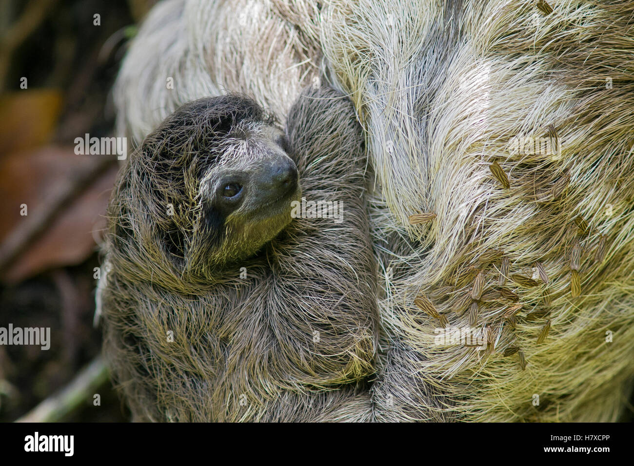 Brown-throated Three-toed Sloth (Bradypus variegatus) mother and ...