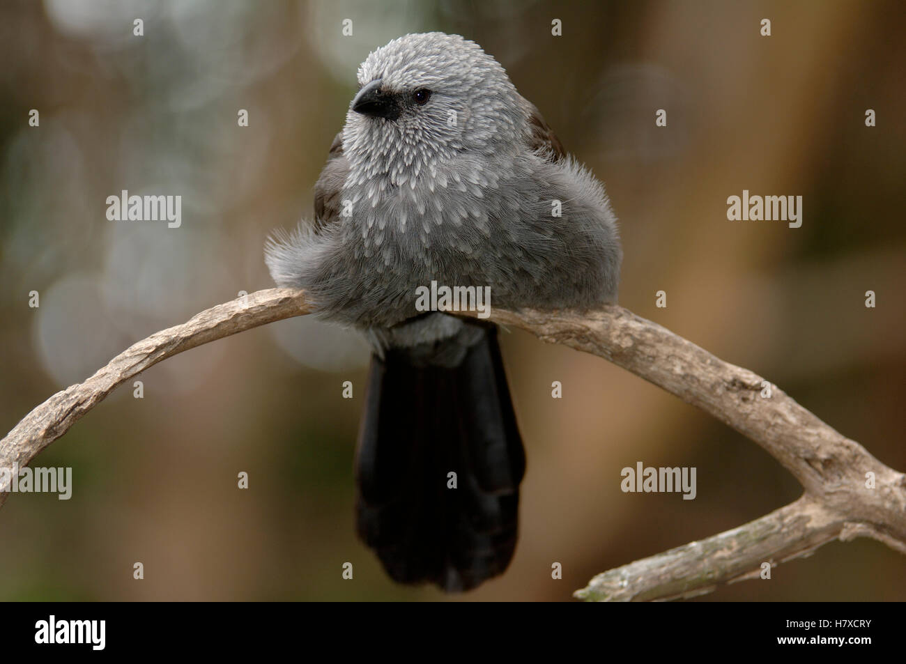Apostlebird (Struthidea cinerea) resting on branch, Victoria, Australia ...