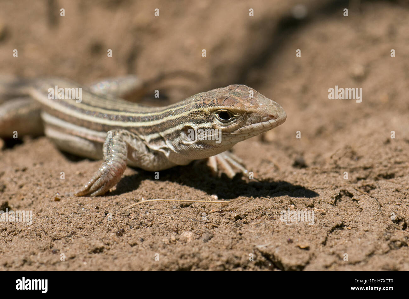 TEXAS SPOTTED WHIPTAIL (Cnemidophorus gularis), Texas, USA Stock Photo ...
