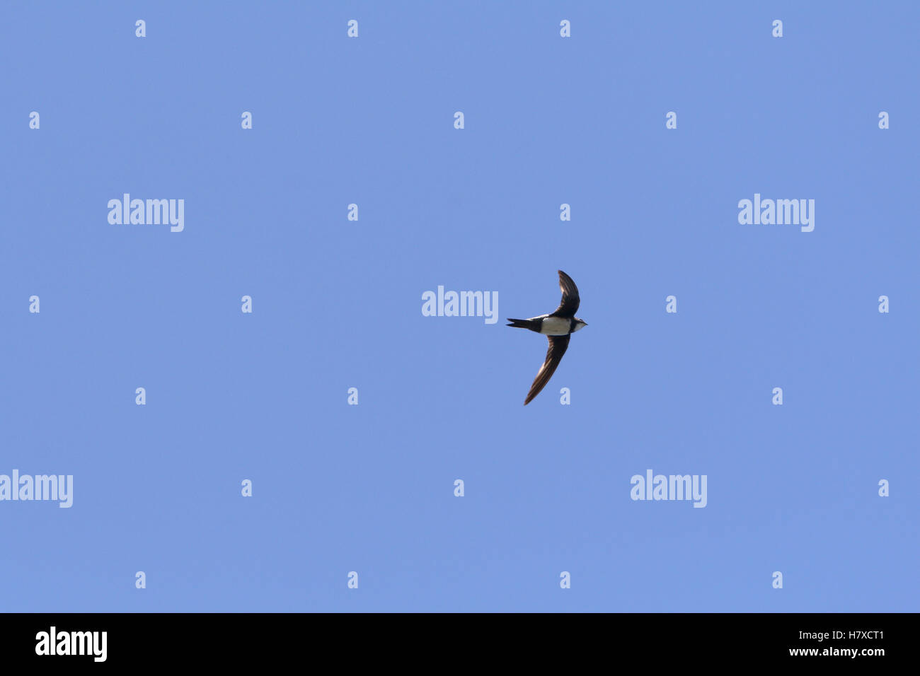 ALPINE SWIFT (Apus melba) in flight against a blue sky, Spain Stock ...
