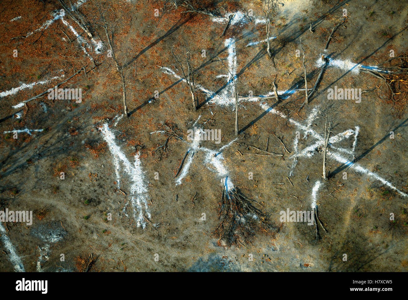 Mopane (Colophospermum mopane) trees burned in the dry season, white ...