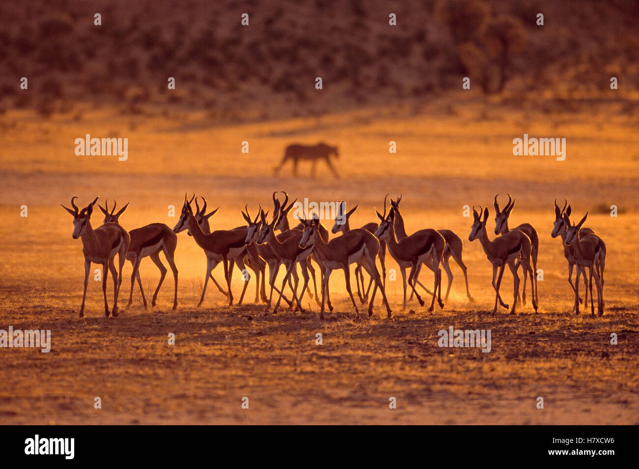 Springbok (Antidorcas marsupialis) group running from African Lion ...