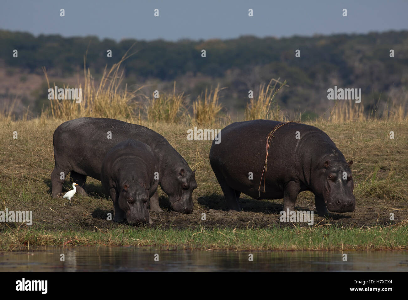 Hippopotamus (Hippopotamus amphibius) trio foraging on shore, Chobe ...
