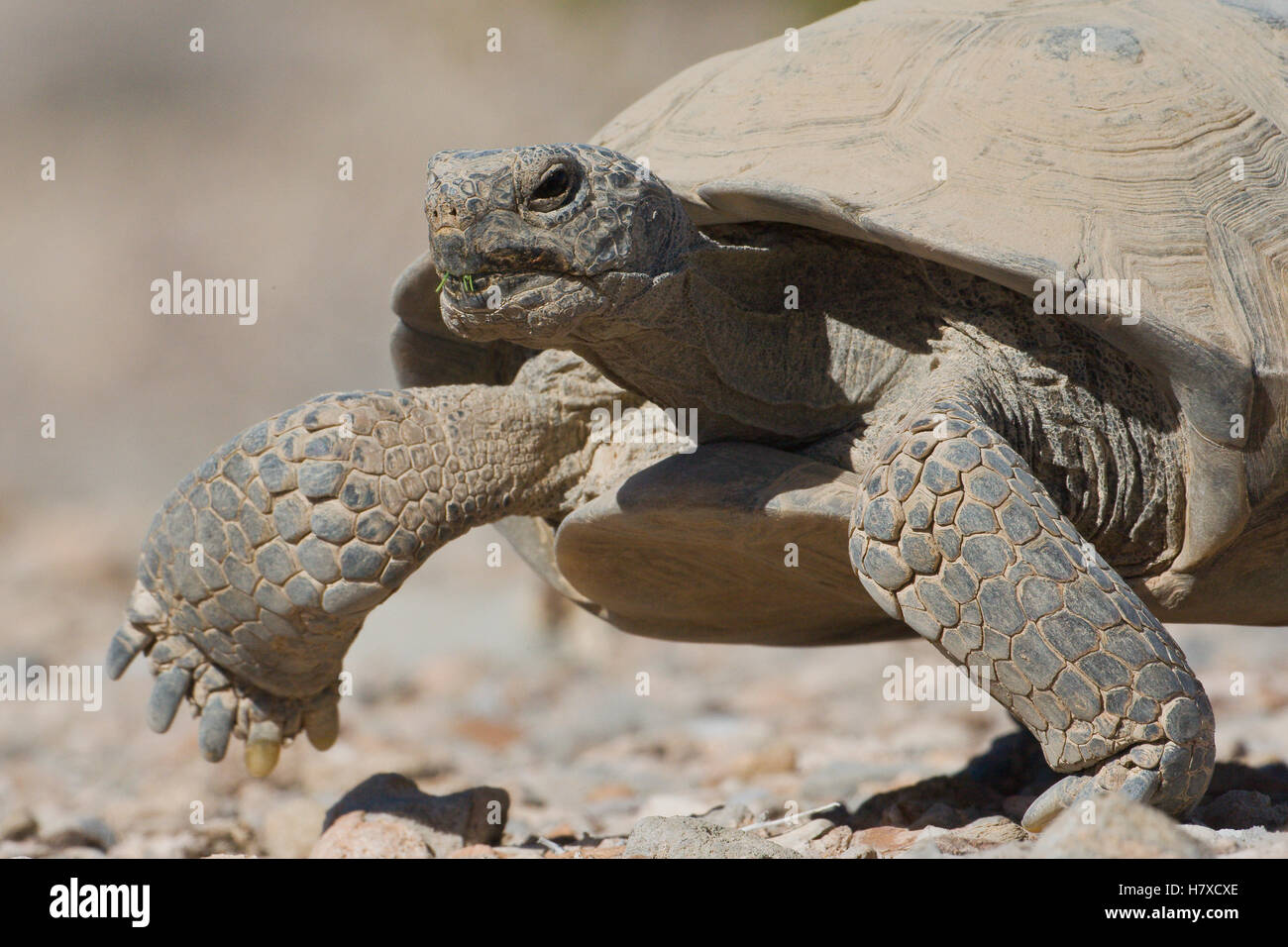 Desert Tortoise (Gopherus agassizii) walking, native to North America ...