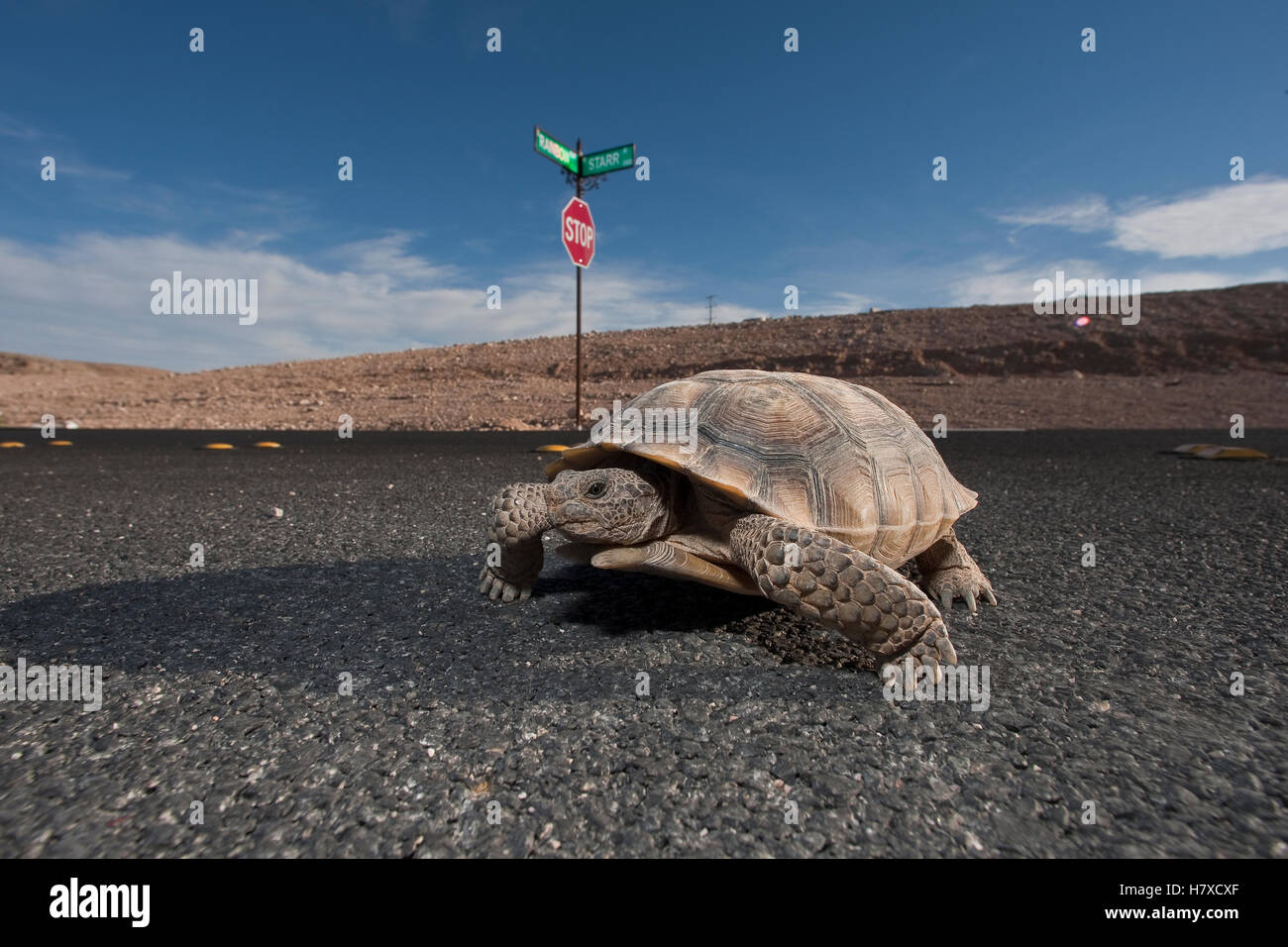 Desert Tortoise (Gopherus agassizii) crossing road, Las Vegas, Nevada ...