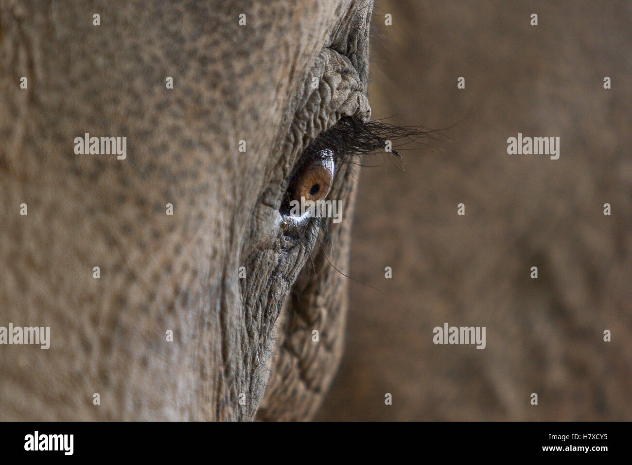 Asian Elephant (Elephas maximus) eye showing long eyelashes, native to ...