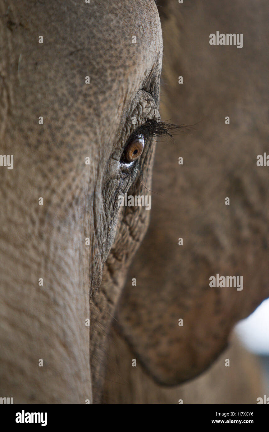 Asian Elephant (Elephas maximus) eye showing long eyelashes, native to ...