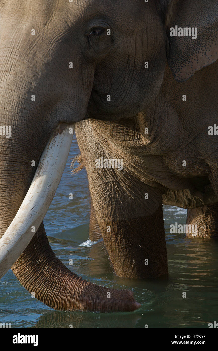 Asian Elephant (Elephas maximus) male in water, native to Asia Stock ...