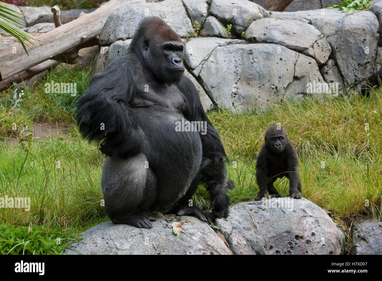 Western Lowland Gorilla (Gorilla gorilla gorilla) silverback male and ...
