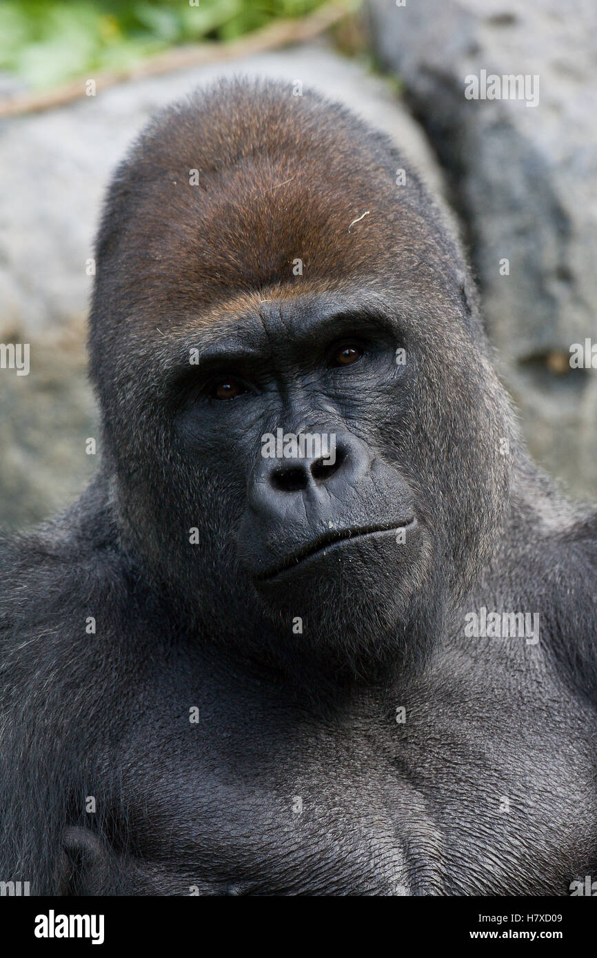 Western Lowland Gorilla (Gorilla gorilla gorilla) silverback male ...