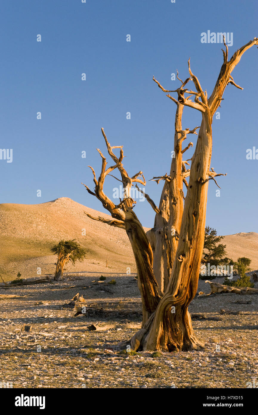 Great Basin Bristlecone Pine (Pinus longaeva), White Mountains ...