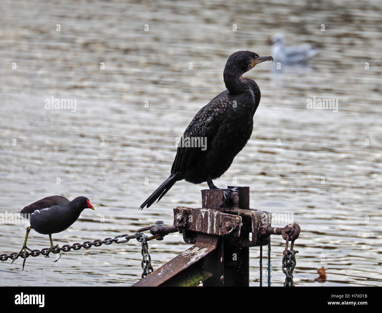Sefton Park Liverpool. Cormorant pictured on the Boating Lake.The ...