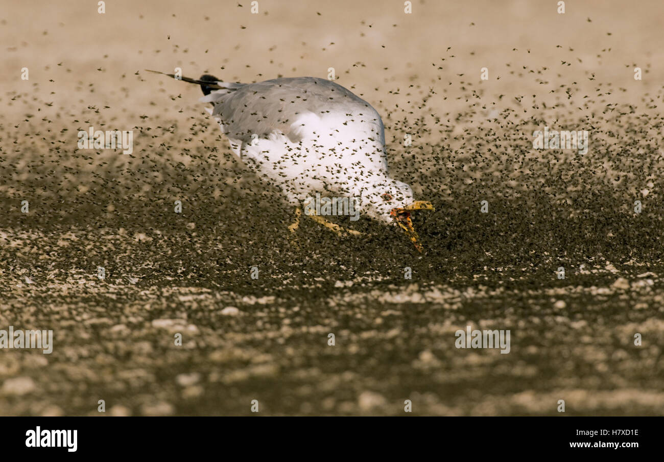 California Gull (Larus californicus) feeding on Mono Lake Alkali Flies ...
