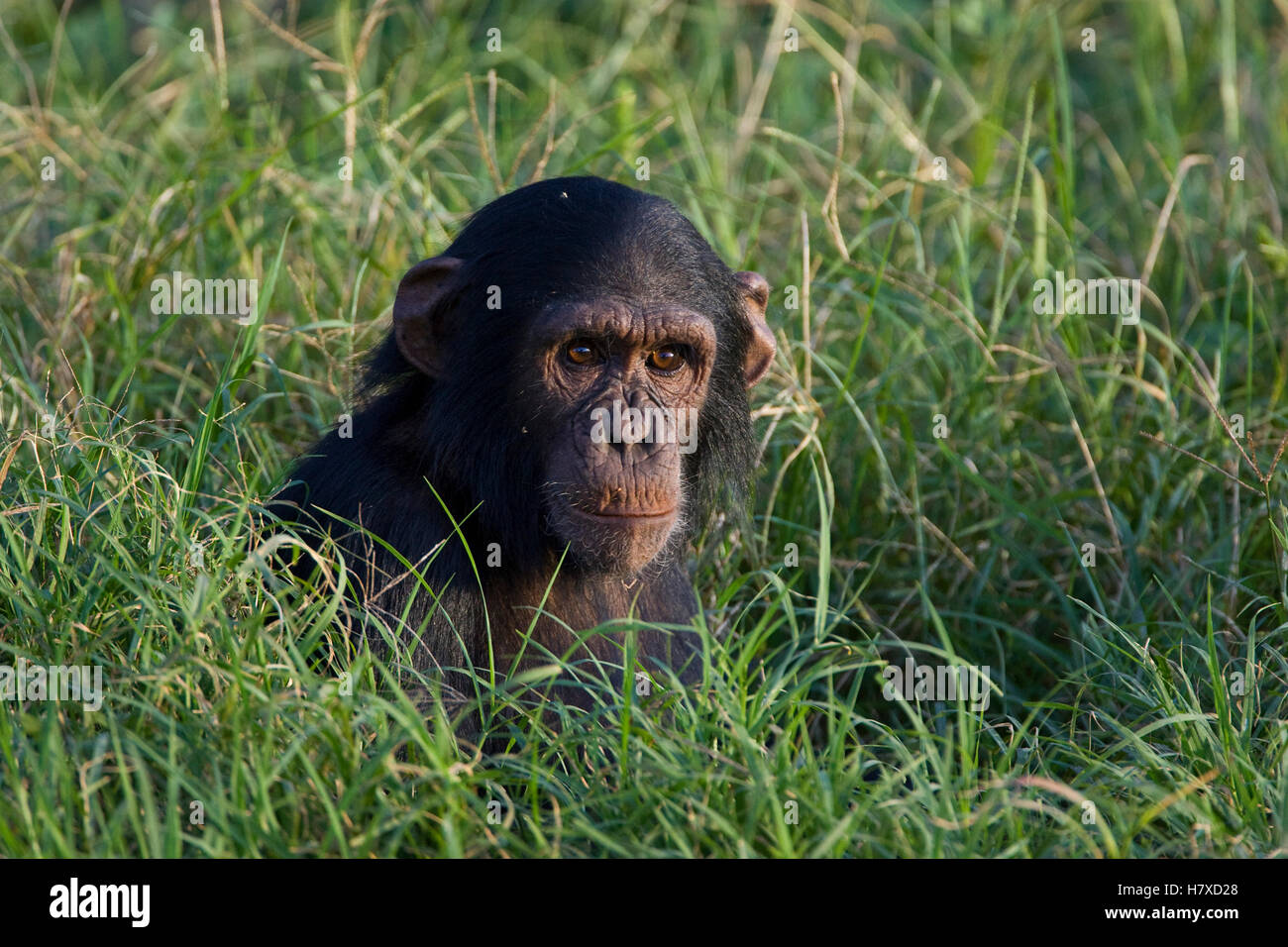 Chimpanzee (Pan troglodytes) baby in green grass, Ngamba Island ...