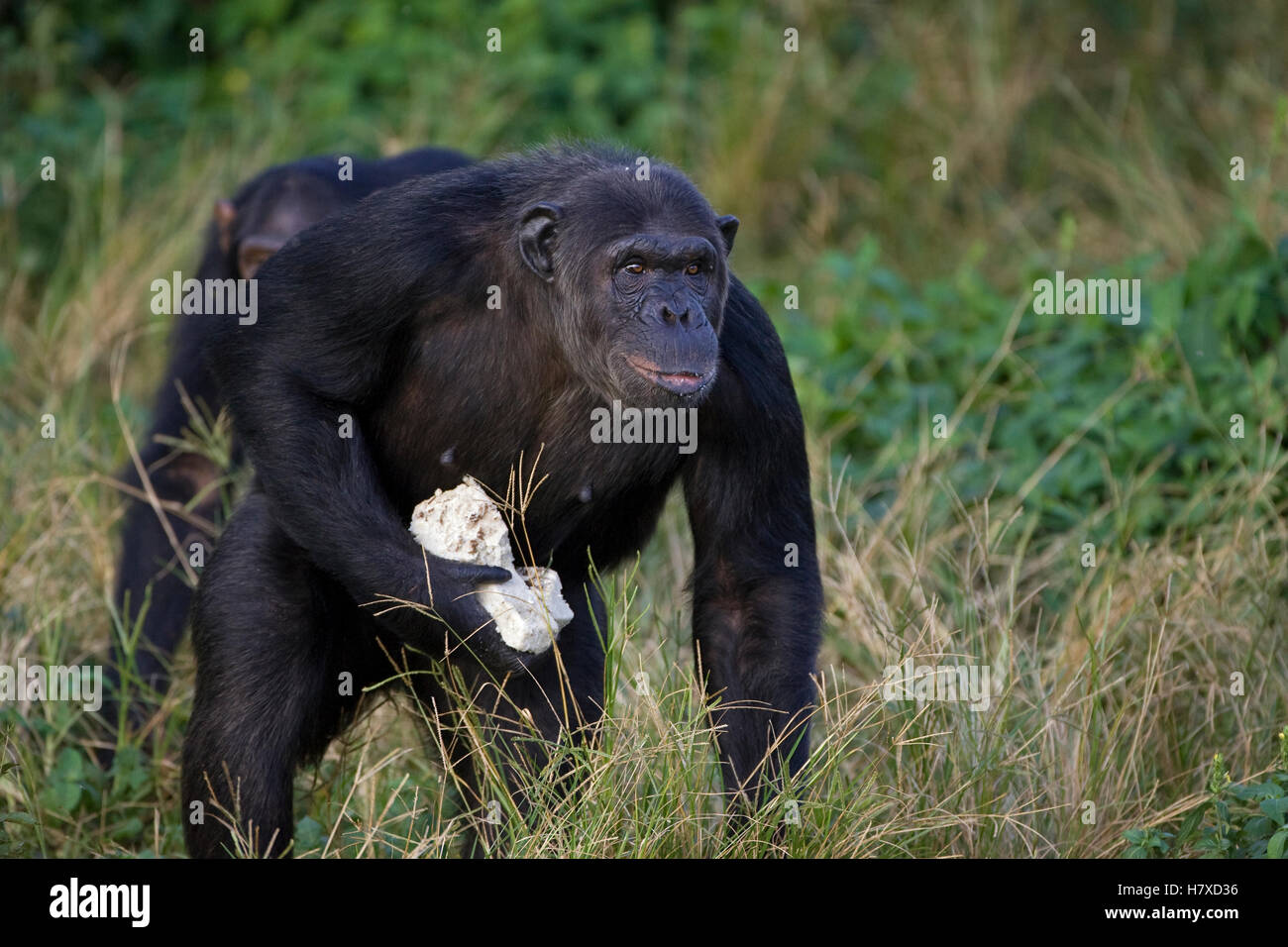 Chimpanzee (Pan troglodytes) eating bread meal, Ngamba Island ...