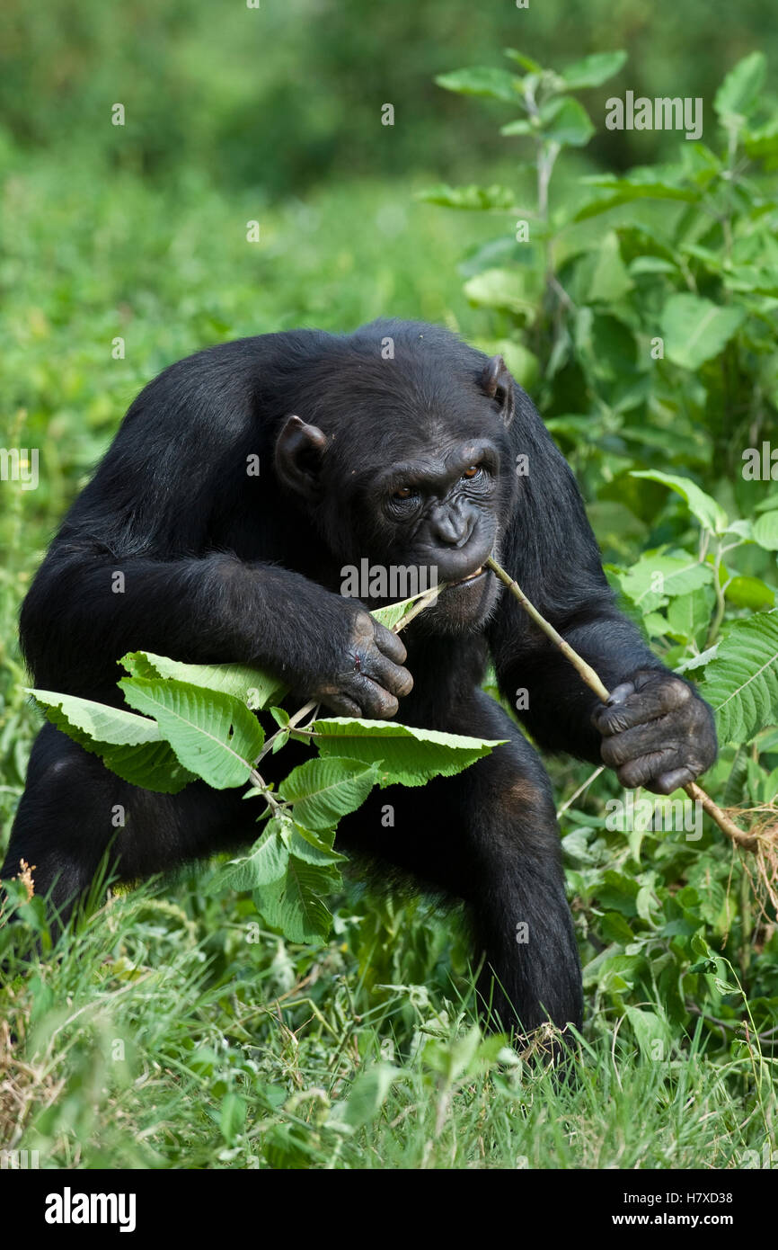 Chimpanzee (Pan troglodytes) sub-adult female named Ikuru preparing ...