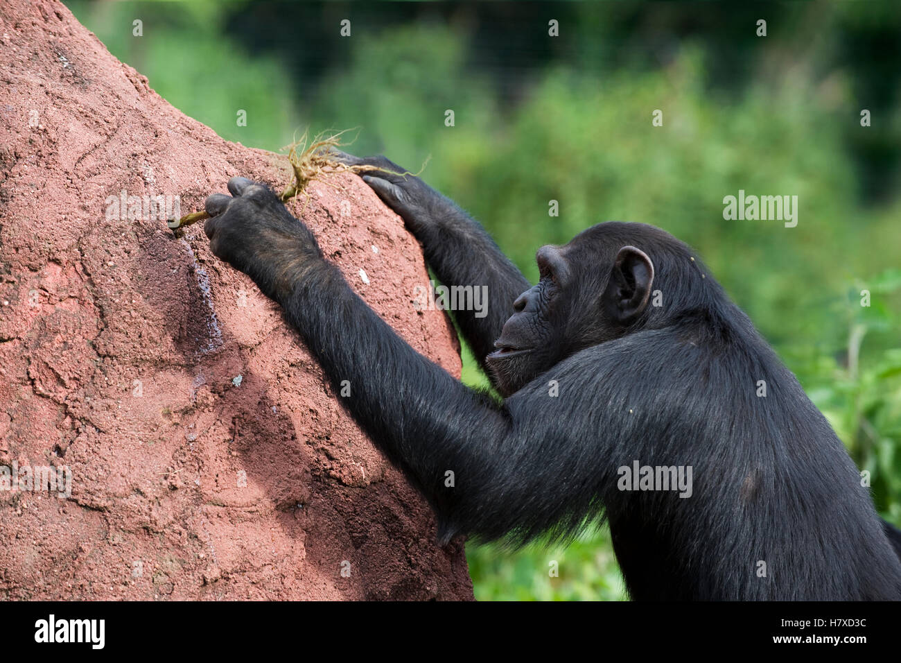 Chimpanzee (Pan troglodytes) learning how to use twigs as tools to ...