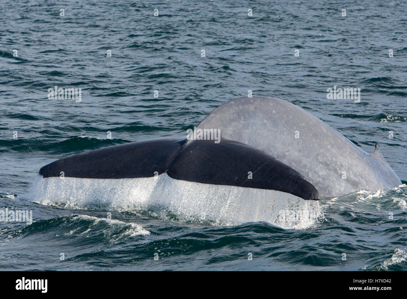 Blue Whale (Balaenoptera musculus) diving, Sea of Cortez, Mexico Stock ...
