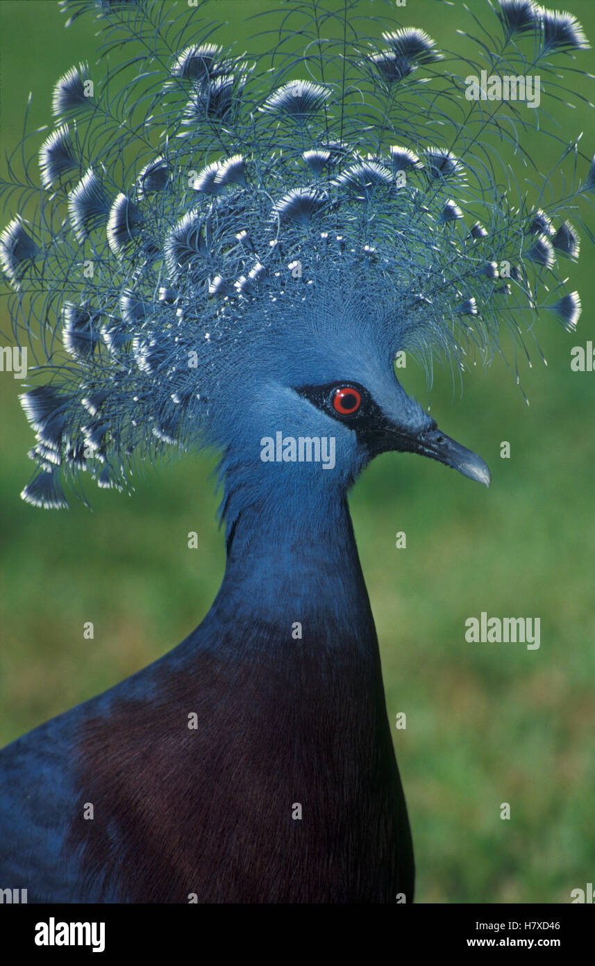 Victoria Crowned Pigeon (Goura victoria) male, Papua New Guinea Stock ...