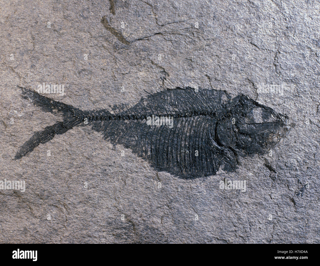 Fish fossil from the Cretaceous period, Papua New Guinea Stock Photo ...
