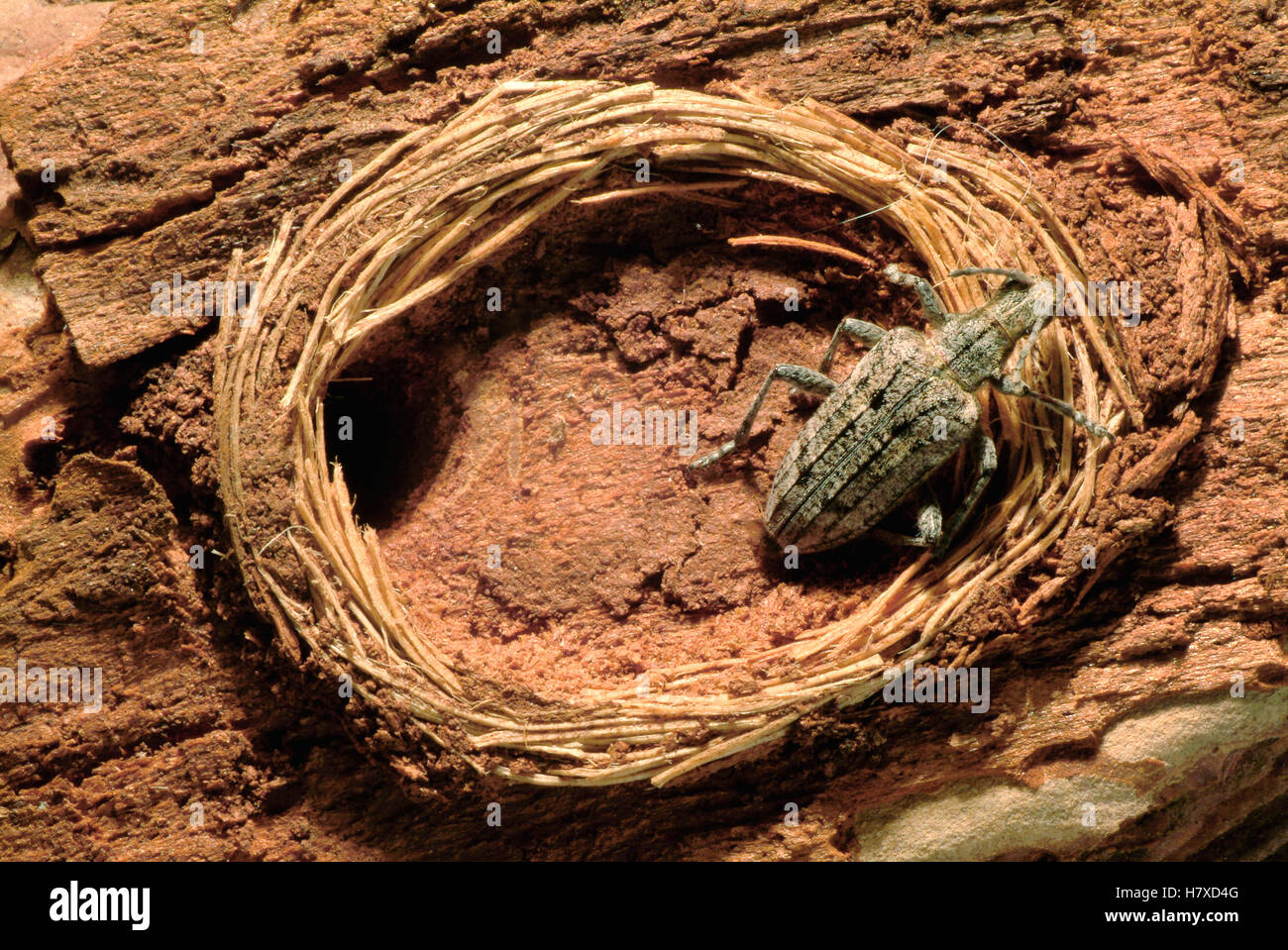 Long Horn Beetle (Rhagium sp) with pupal chamber on the inside of the ...